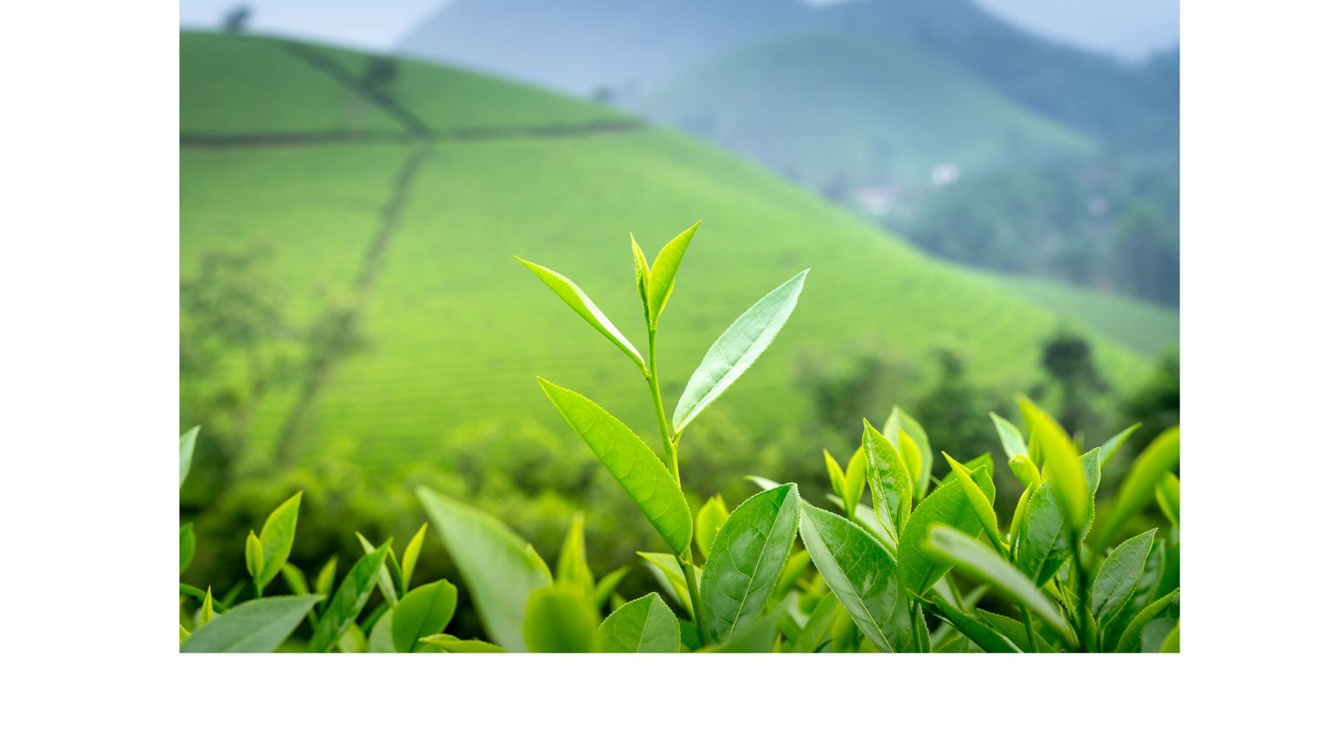 International Tea Day 2024 – Fair Coffee