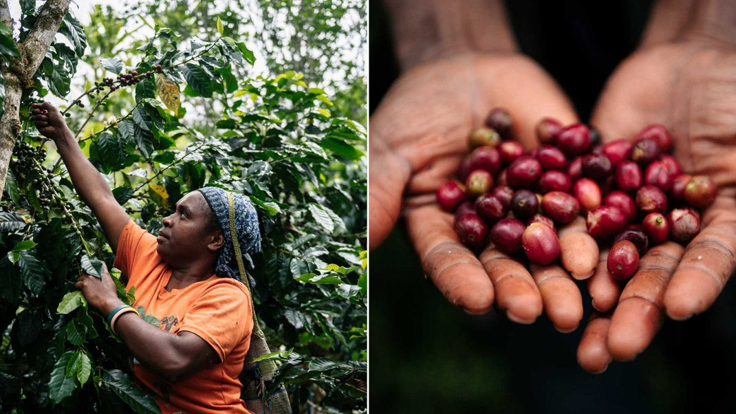 Oxfam Fair | Buy Australian Certified Organic Fairtrade Coffee – Fair ...